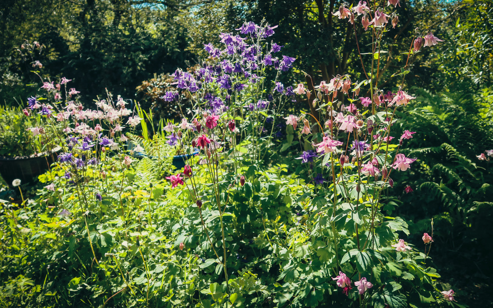 Garden light | freespiral | Blipfoto