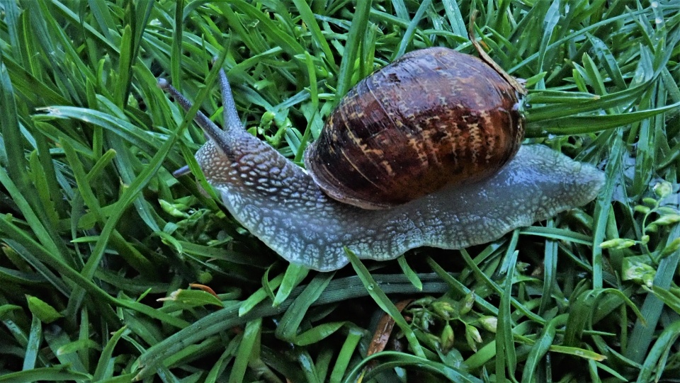 Magic Carpet Snail | RonaldBerry | Blipfoto