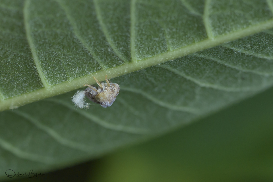 Oopsie! | dbifulco | Blipfoto