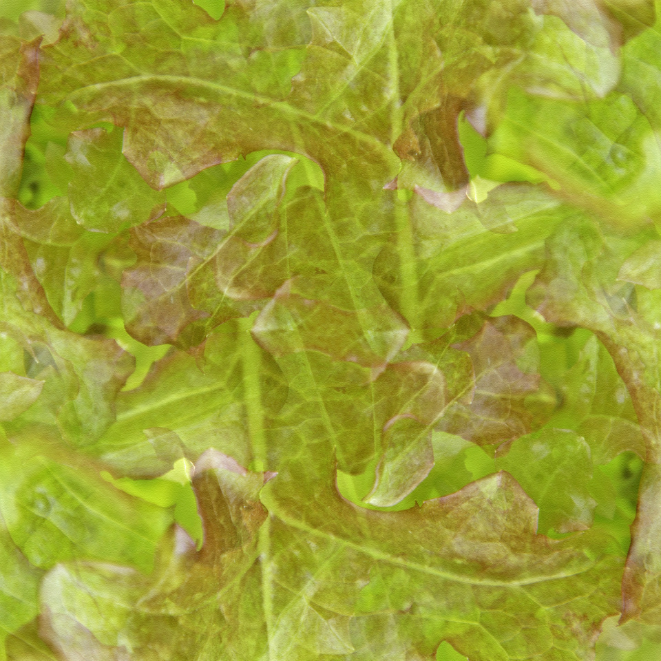 Lettuce leaves | FotoPlay | Blipfoto
