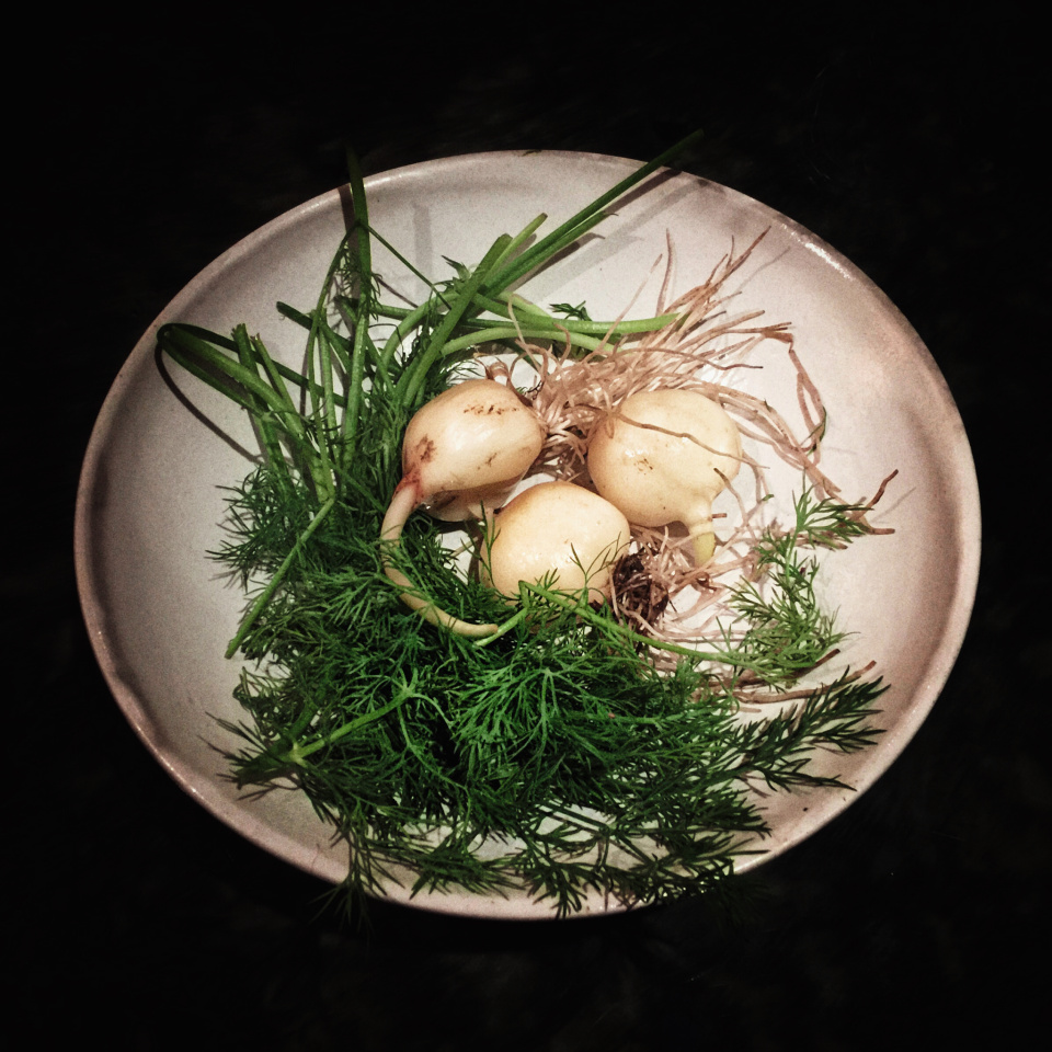 wild elephant garlic & dill | sk | Blipfoto
