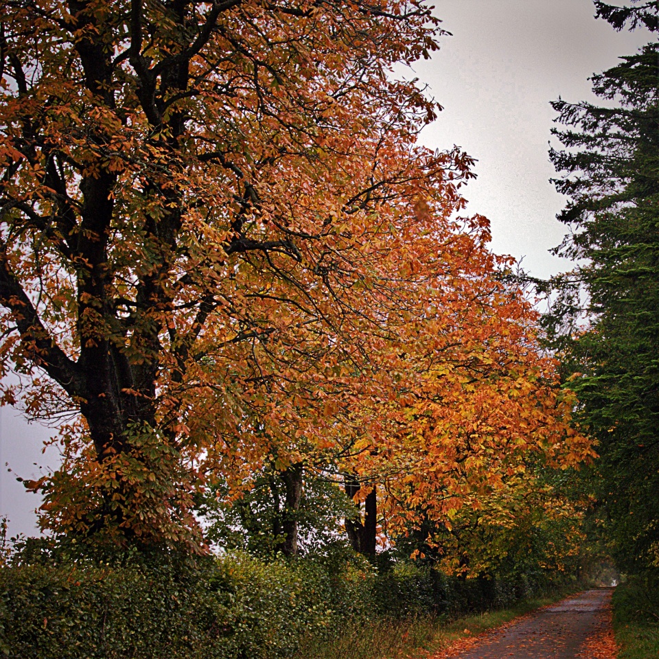Autumn Trees. | JeanSnaps | Blipfoto