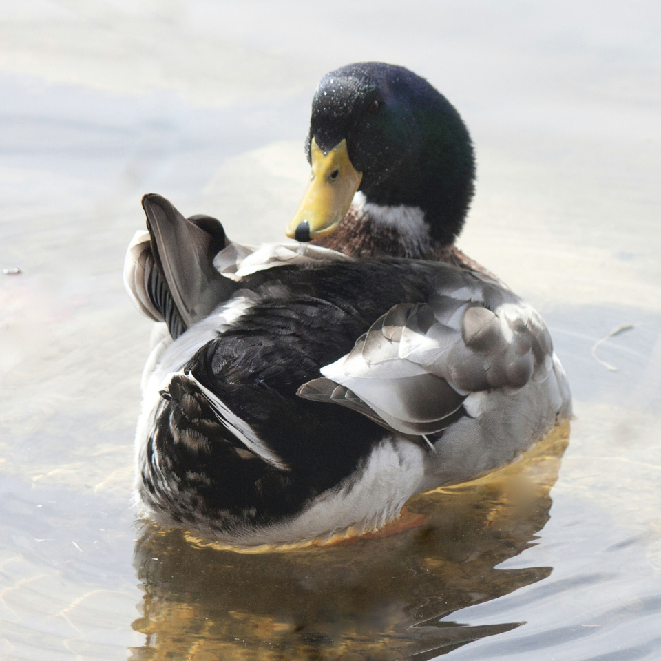 Bird. Flipping. | Eej | Blipfoto