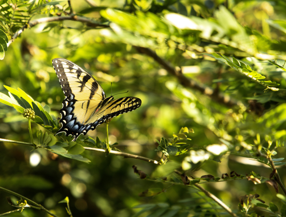 Butterfly | bugsman | Blipfoto