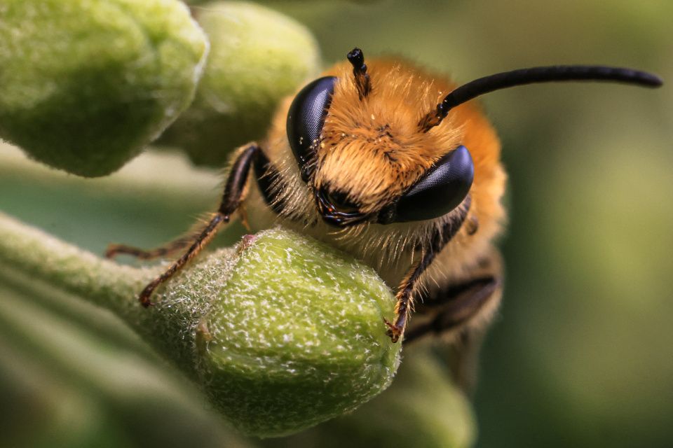 Ivy Poster Boy | MsQuizzical | Blipfoto