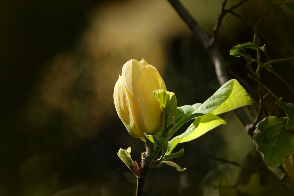 Yellow Bird..... | flying | Blipfoto