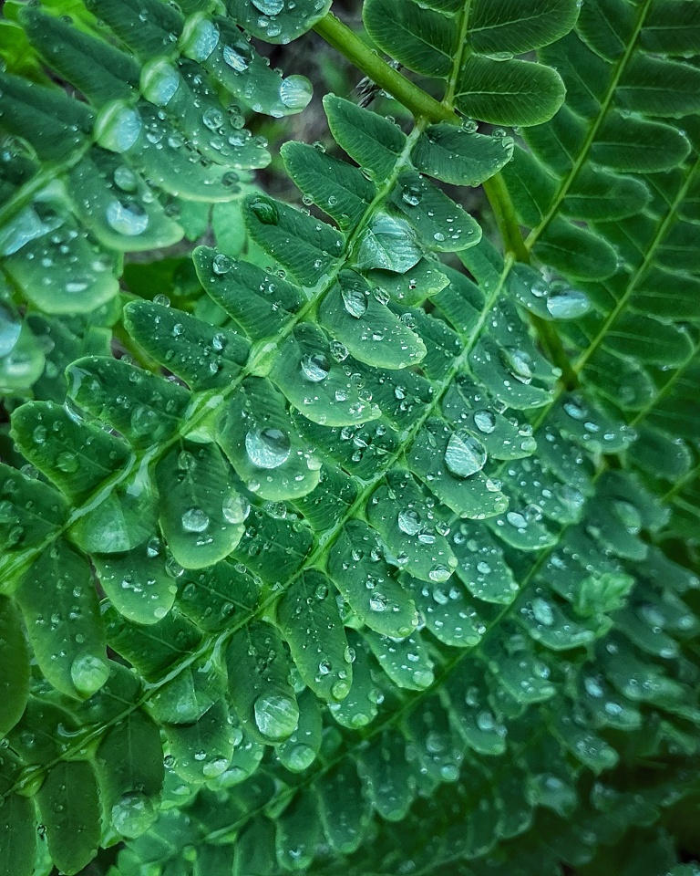 Damp Day | madowoi | Blipfoto