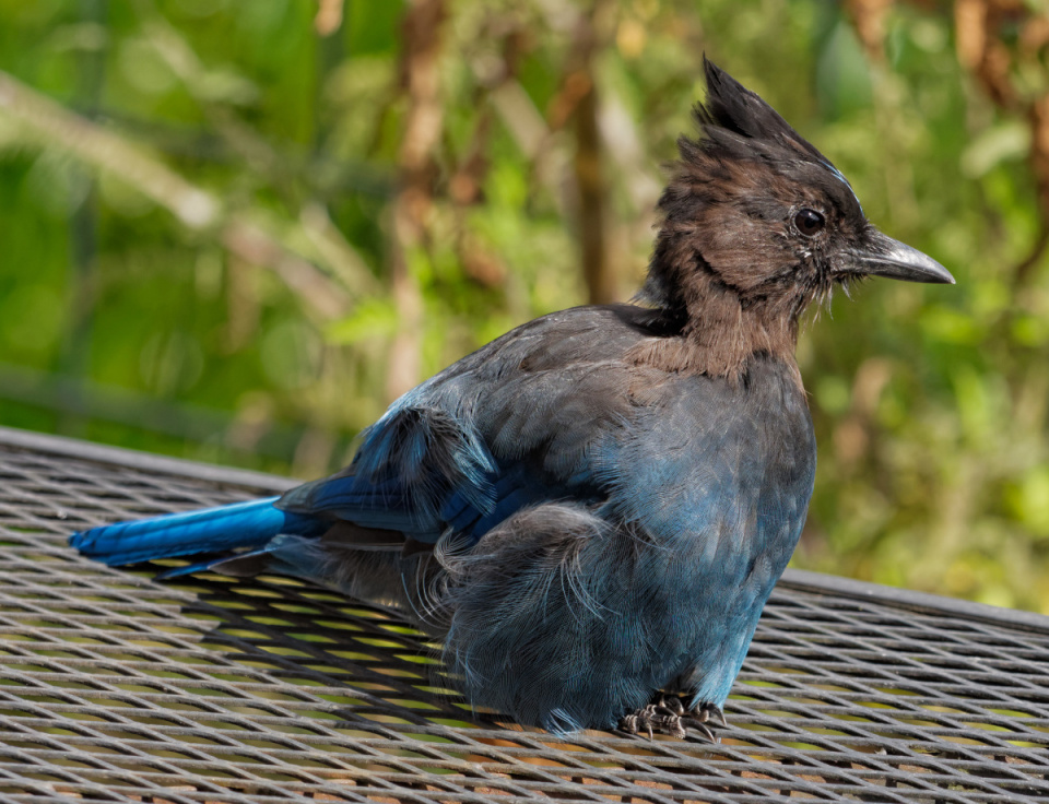 All Fluffed Up | ArtistAnnie | Blipfoto