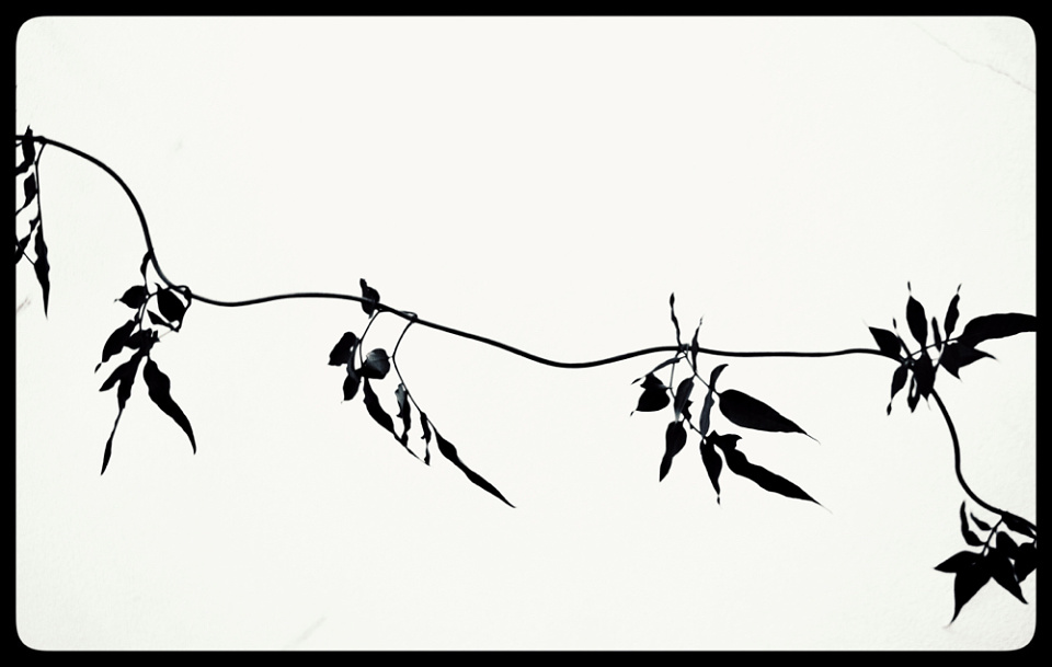 Shade of Jasmine | pixelpixie | Blipfoto