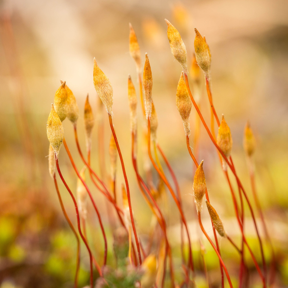 Moss Sporophytes | DawnP | Blipfoto