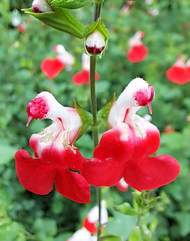 Hotlips. | Midlander | Blipfoto