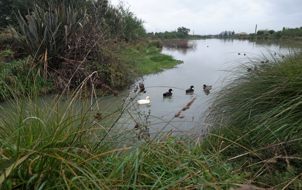 Little White Duck . . . Burl Ives | V1k1 | Blipfoto