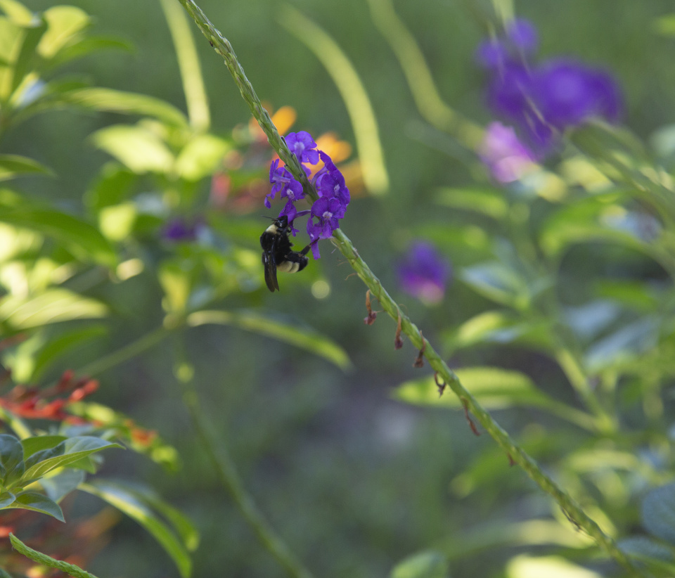 Another Bumblebee | bugsman | Blipfoto
