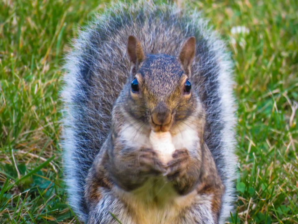 Wednesday squirrel | KevinV | Blipfoto