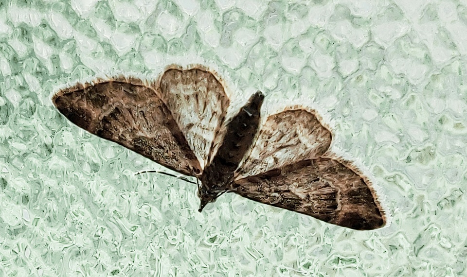 ? Fern moth | wanderingsailor | Blipfoto