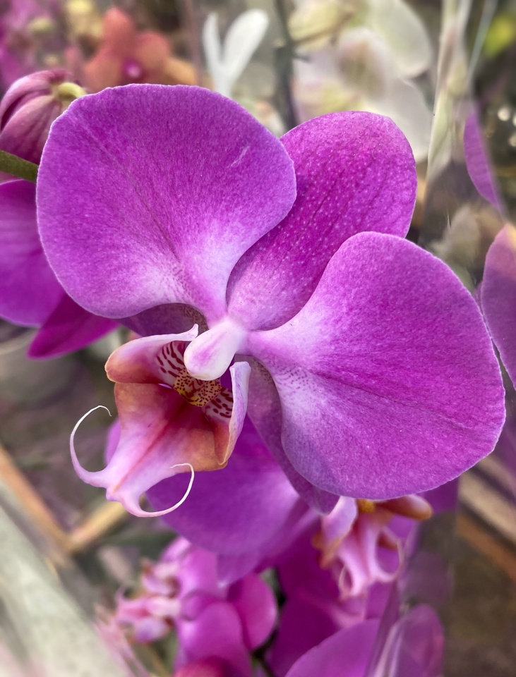 Flower Friday - Moth Orchid | RadioGirl | Blipfoto