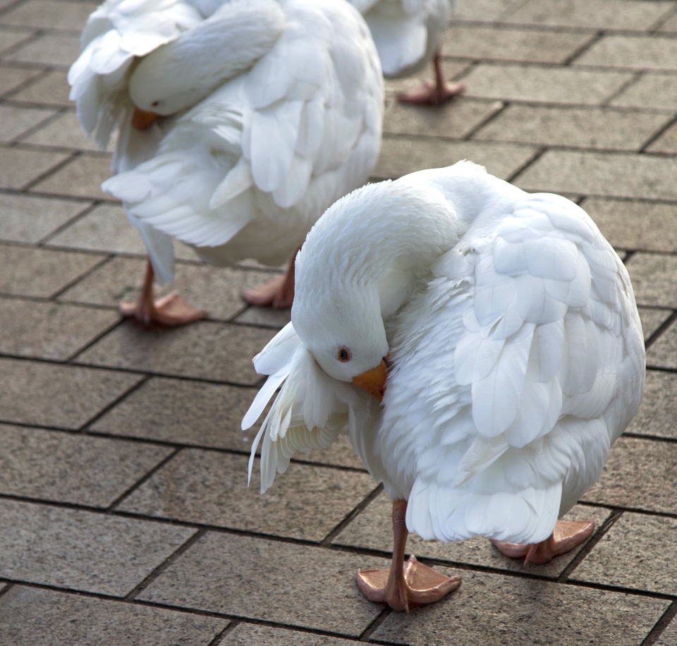 Preen | Technophobe | Blipfoto