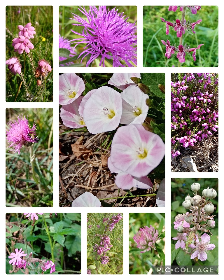 In the pink | Kipsie | Blipfoto