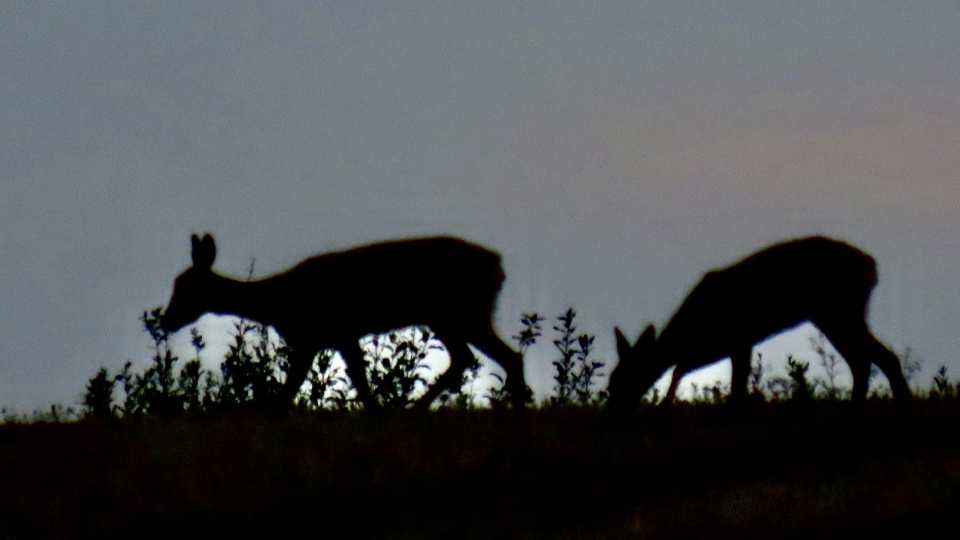 MOVIE TITLE - WED CHALLENGE - DEER HUNTER | Larchlea | Blipfoto