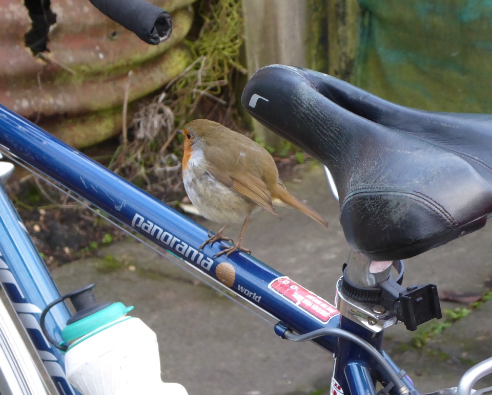 Biking Bird!! | lovenature | Blipfoto