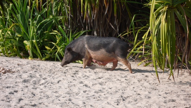Beach boar | palaceheights | Blipfoto