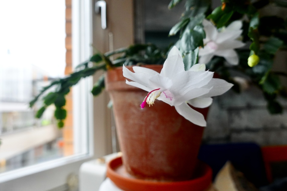 White | heanku | Blipfoto