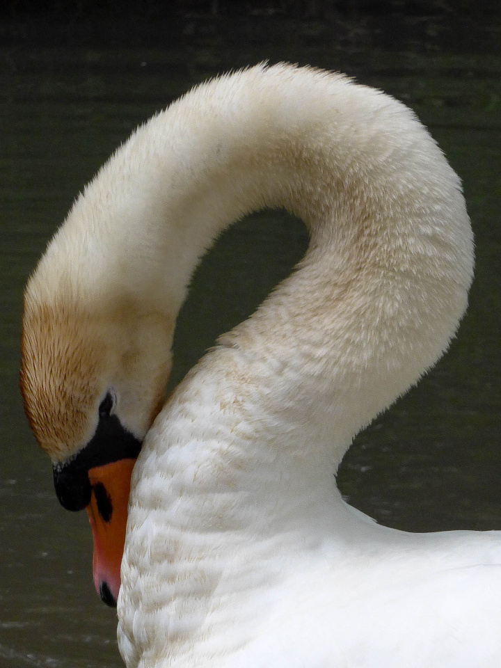 Swan neck | grahamj | Blipfoto