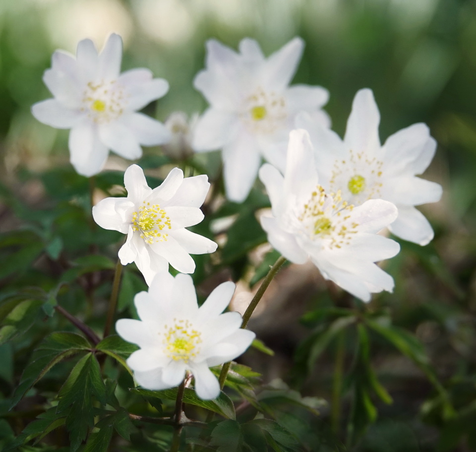 Wood Anenomes | rainie | Blipfoto