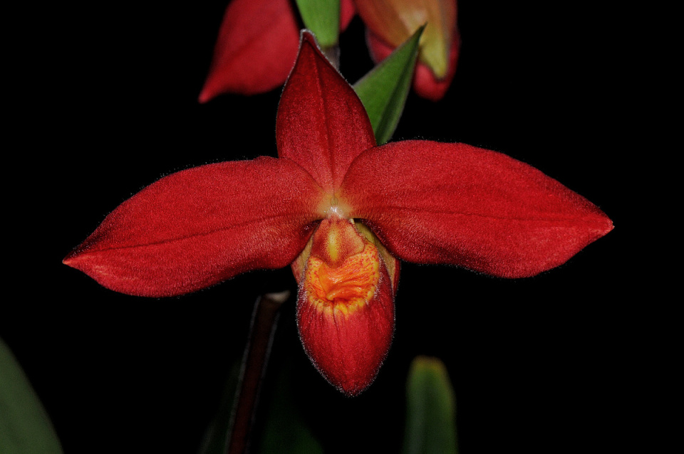 Phragmipedium Jason Fischer | toddboland | Blipfoto