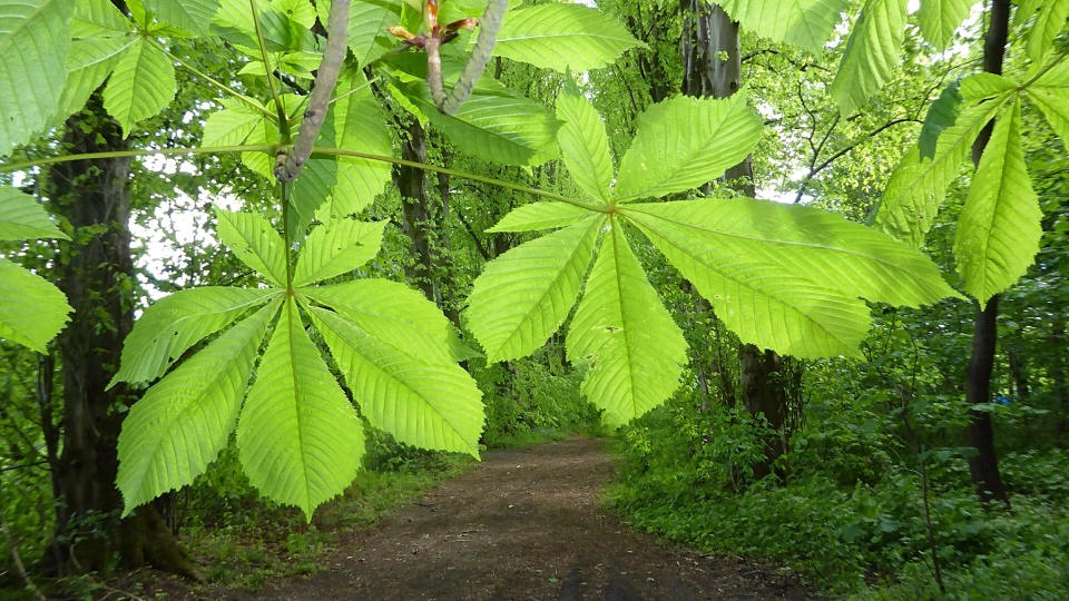 'Underneath the spreading Chestnut tree' | Meconopsisblue | Blipfoto