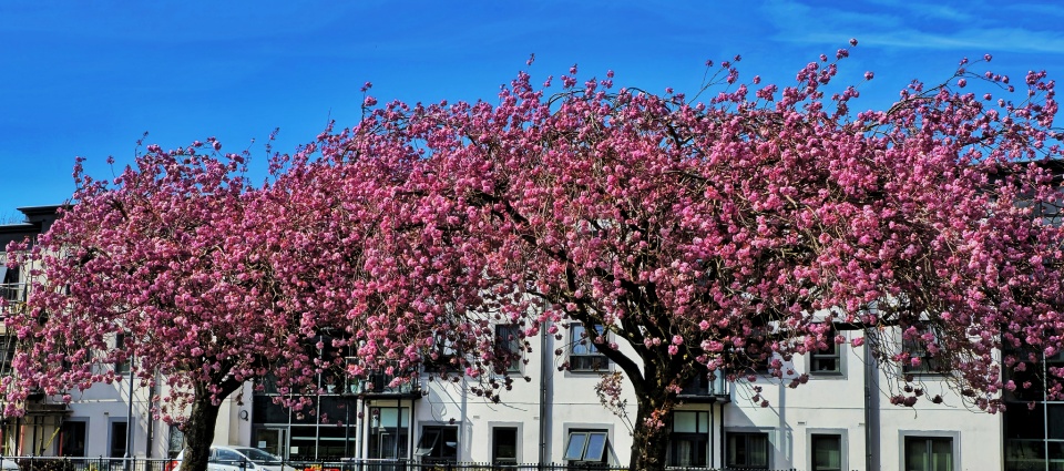 Cherry blossom! | trevorearthy | Blipfoto