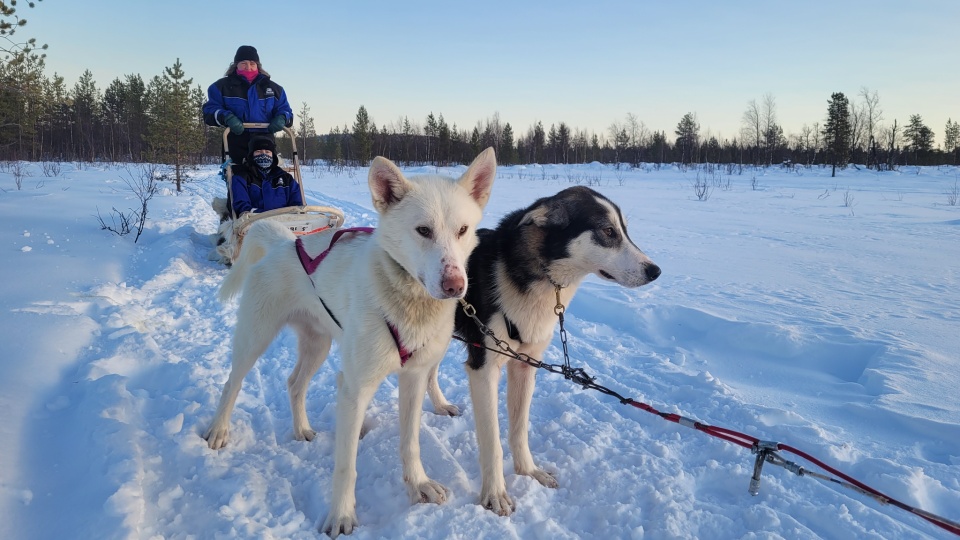 Husky safari | jp70 | Blipfoto