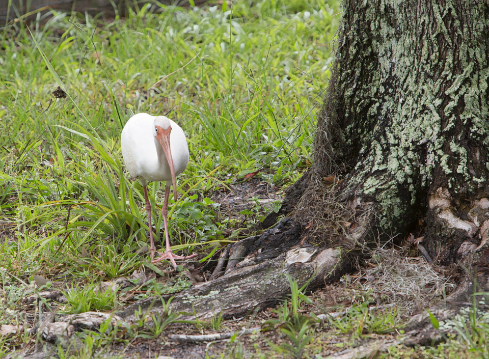 Ibis | bugsman | Blipfoto