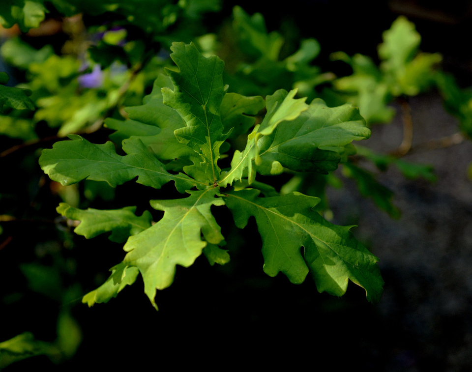 Bushed | mambo | Blipfoto