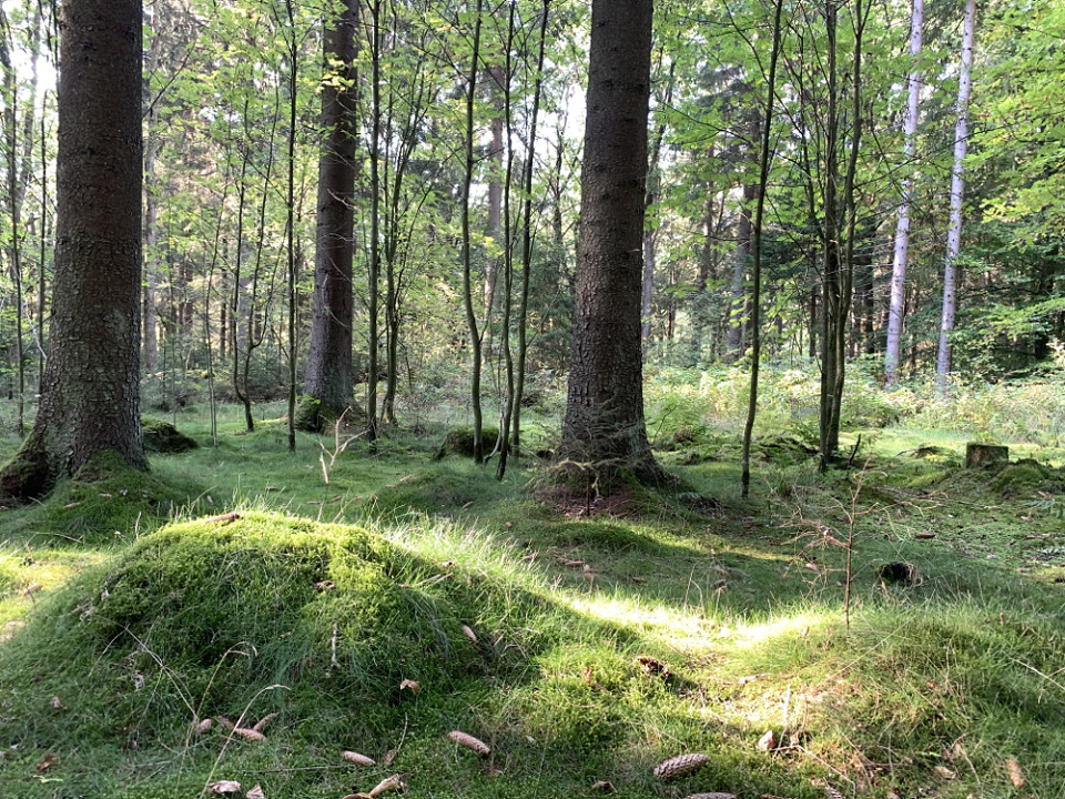 Get lost in a natural reserve area ... | Howu | Blipfoto