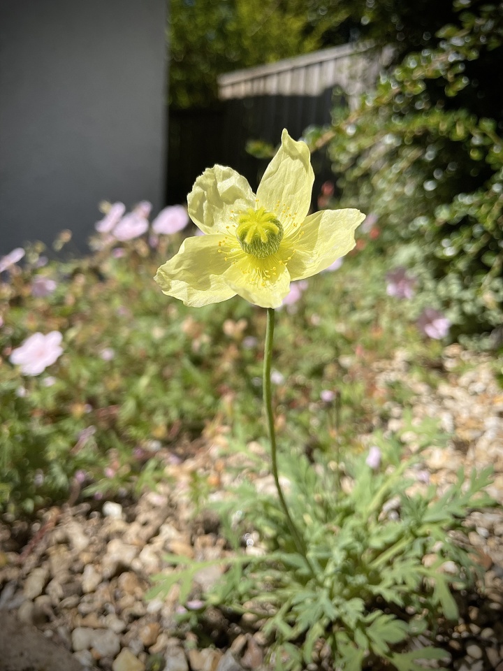 Tiny Poppy | nell2803 | Blipfoto