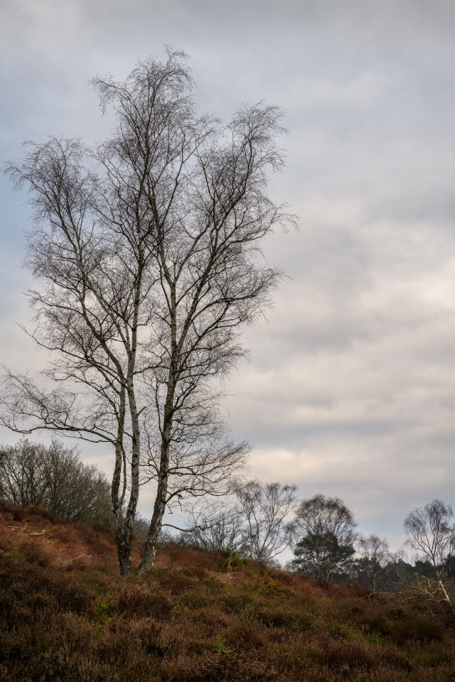 My favourite tree | NickyR | Blipfoto