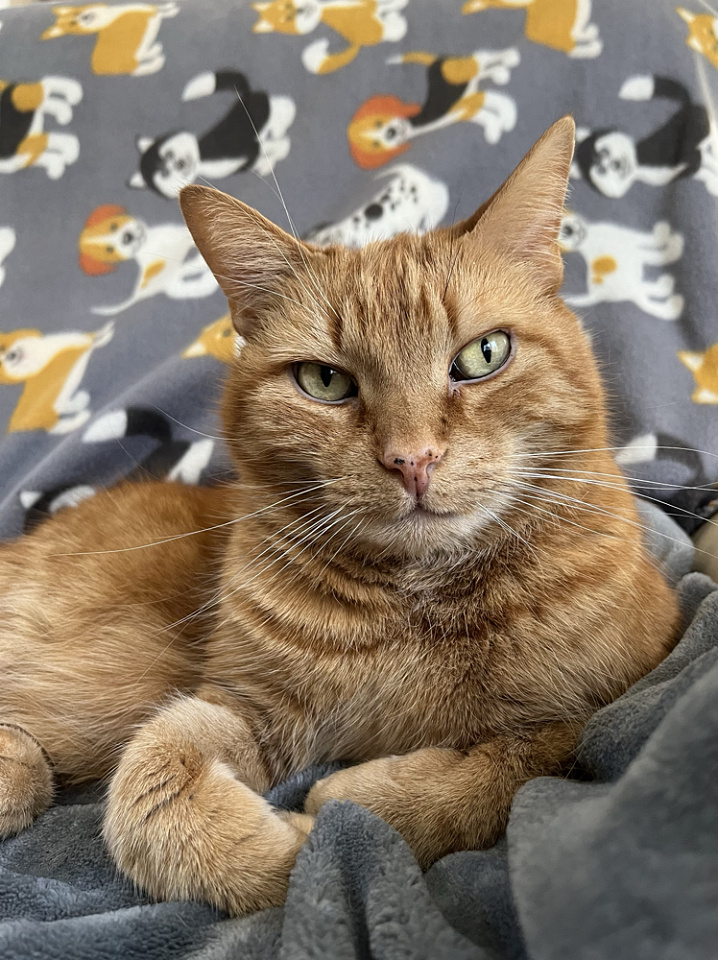 The King | dbifulco | Blipfoto