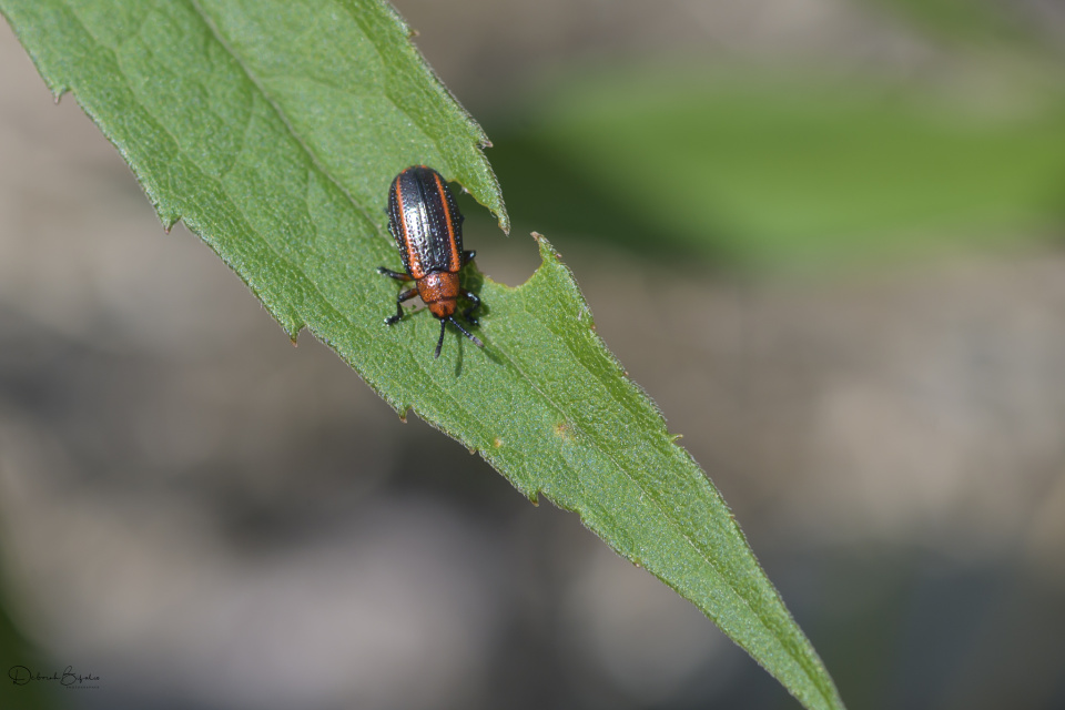 TT - Food | dbifulco | Blipfoto