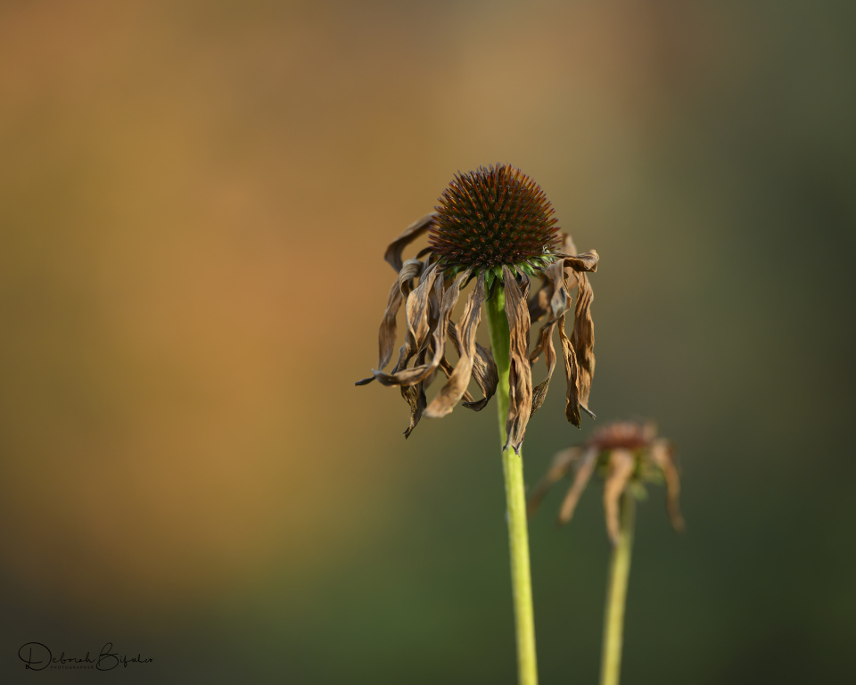 Variations - the next round | dbifulco | Blipfoto