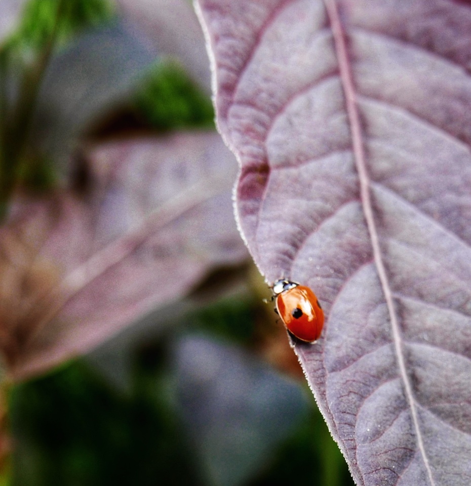 Tiny Tuesday | evolybab | Blipfoto