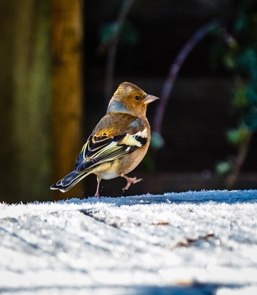 The rich colours of a Chaffinch's feathers | CleanSteve | Blipfoto