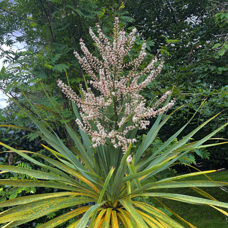 Cabbage Palm flower | StuartDB | Blipfoto