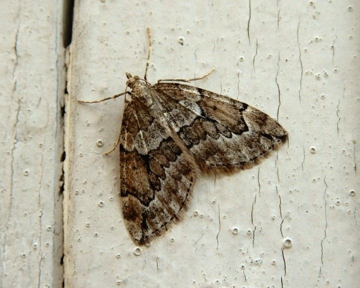 Juniper Carpet, moth | La55e | Blipfoto