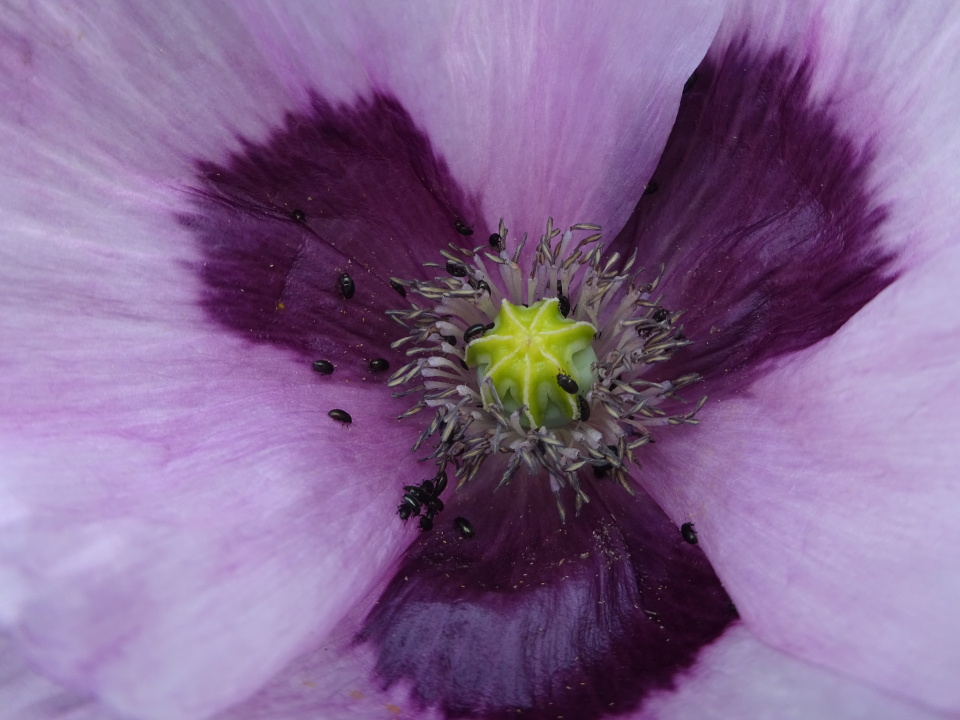 Poppy | Teasel | Blipfoto