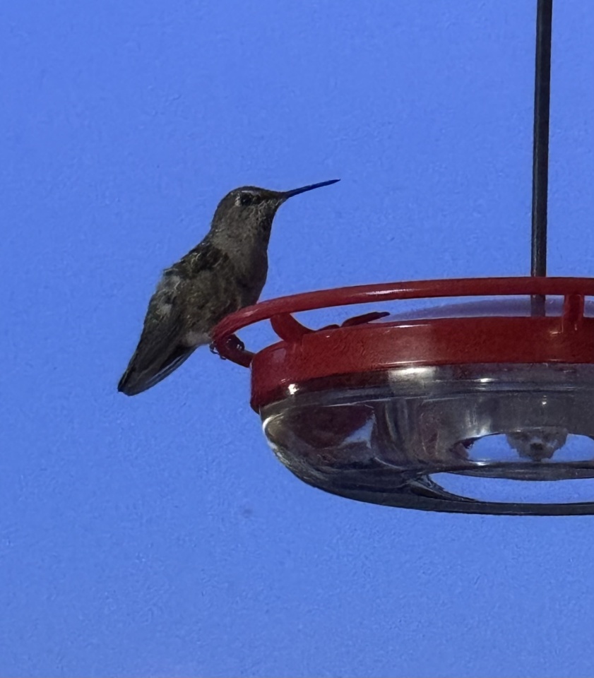 Early morning visitor | KEB | Blipfoto