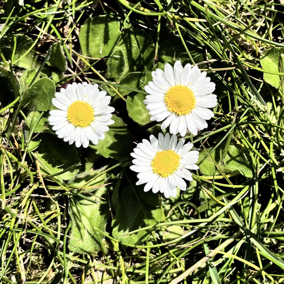Daisies | CherryR | Blipfoto