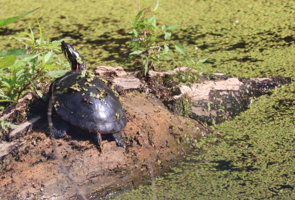 Turtle Tuesday | outdoorguy | Blipfoto