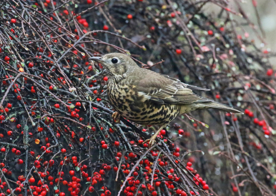 Mistle thrush | NatureWatcher | Blipfoto