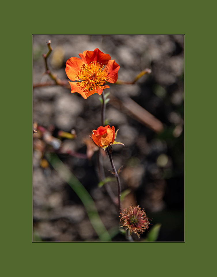 Little Colour for a Cold Day | JMK | Blipfoto